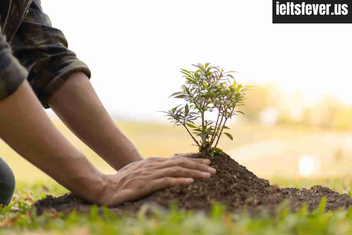 Some People Say It Is More Important To Plant Trees In The Open Spaces